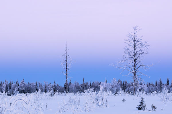 Taiga Winter Sunset