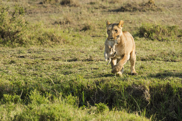 Lioness Jumping