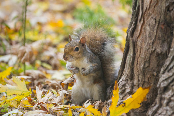Grey squirrel Alps Piedmont Italy