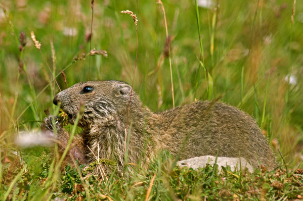 Marmot Piedmont Cuneo Bersezio Italy