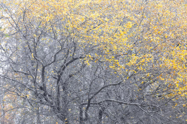 National Flower Of Calabria Italy | Best Flower Site